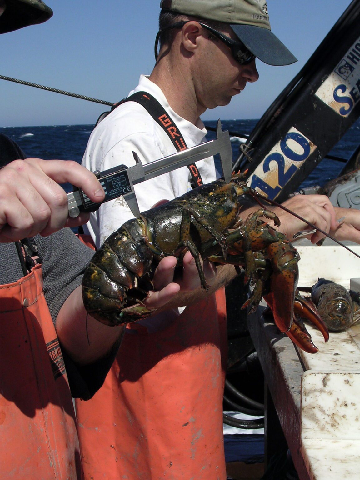 American Lobster - Atlantic States Marine Fisheries Commission