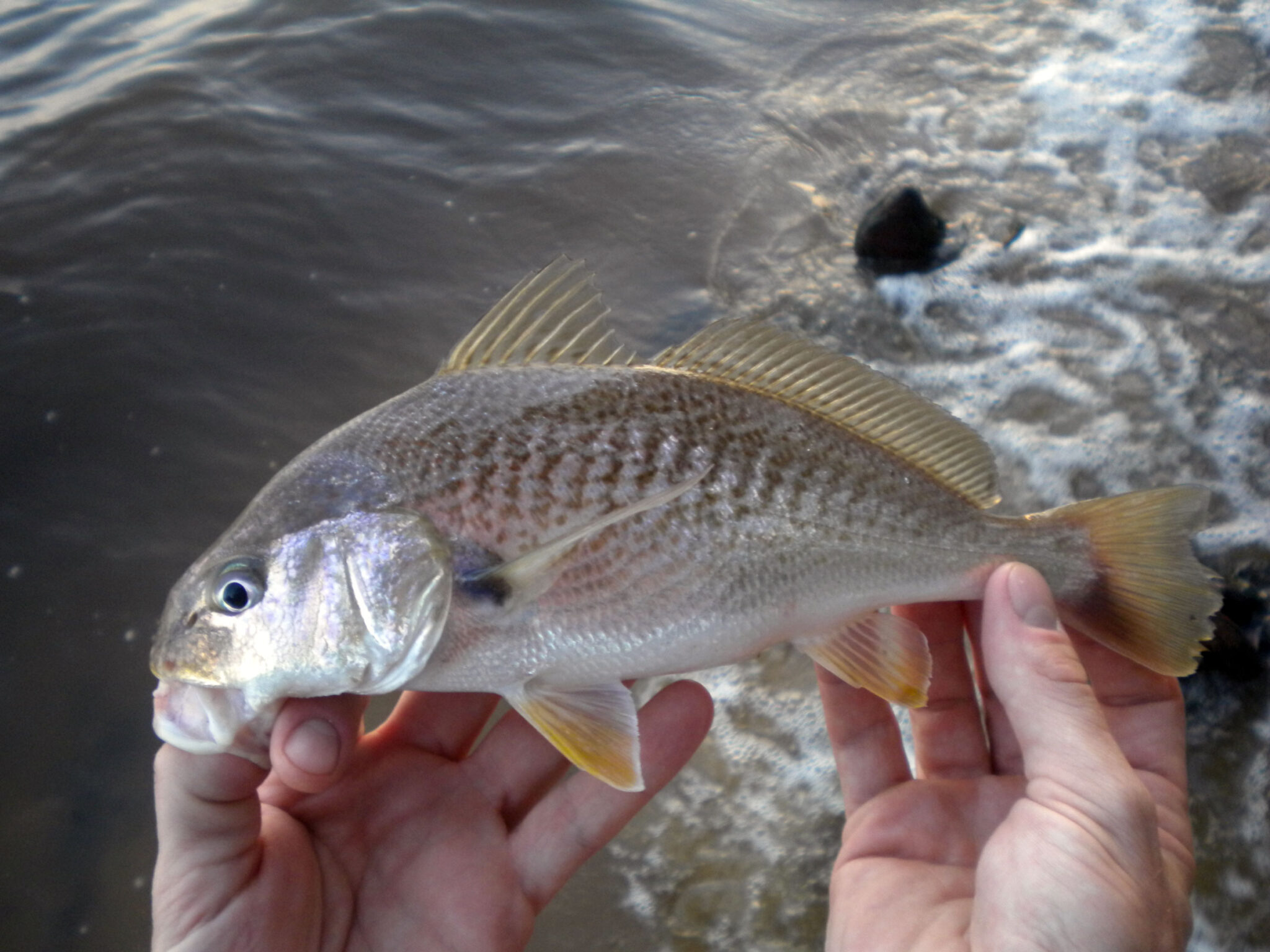 Spot - Atlantic States Marine Fisheries Commission