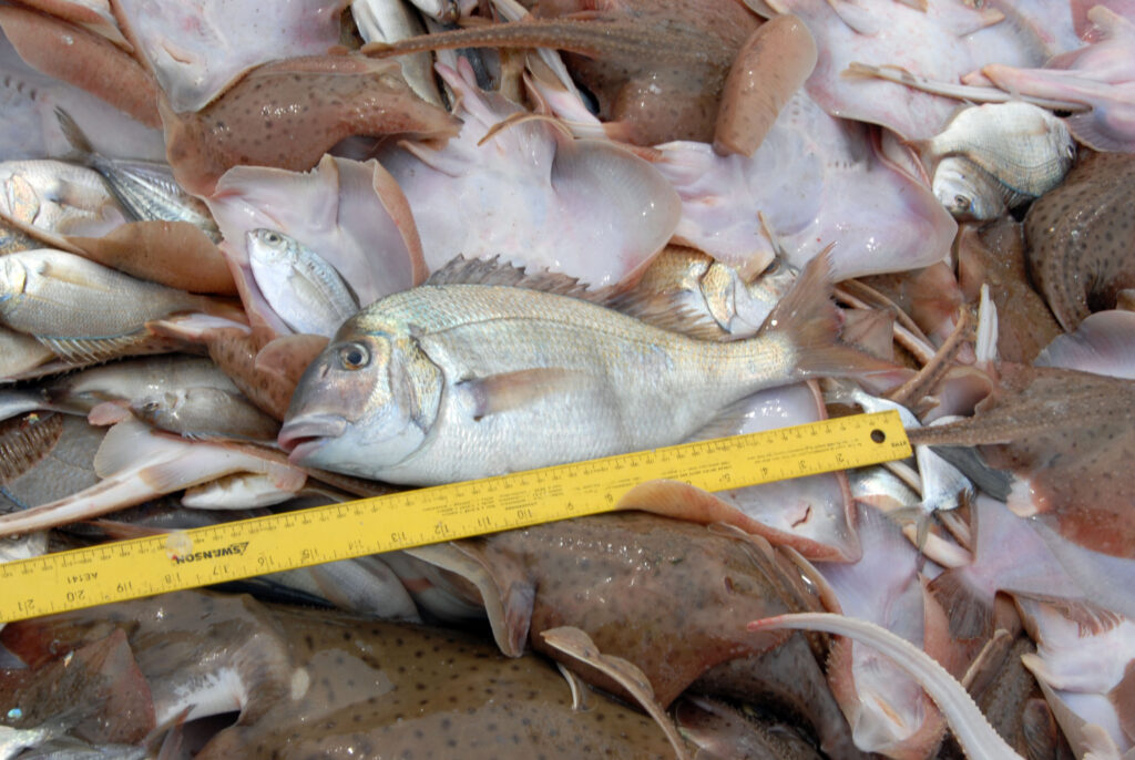 Scup - Atlantic States Marine Fisheries Commission