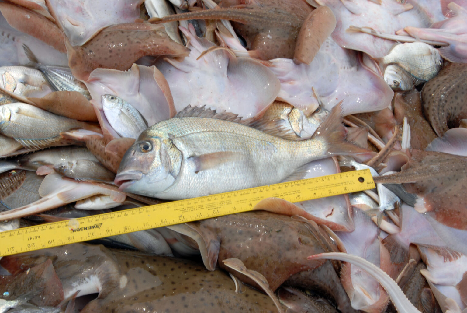 Scup - Atlantic States Marine Fisheries Commission