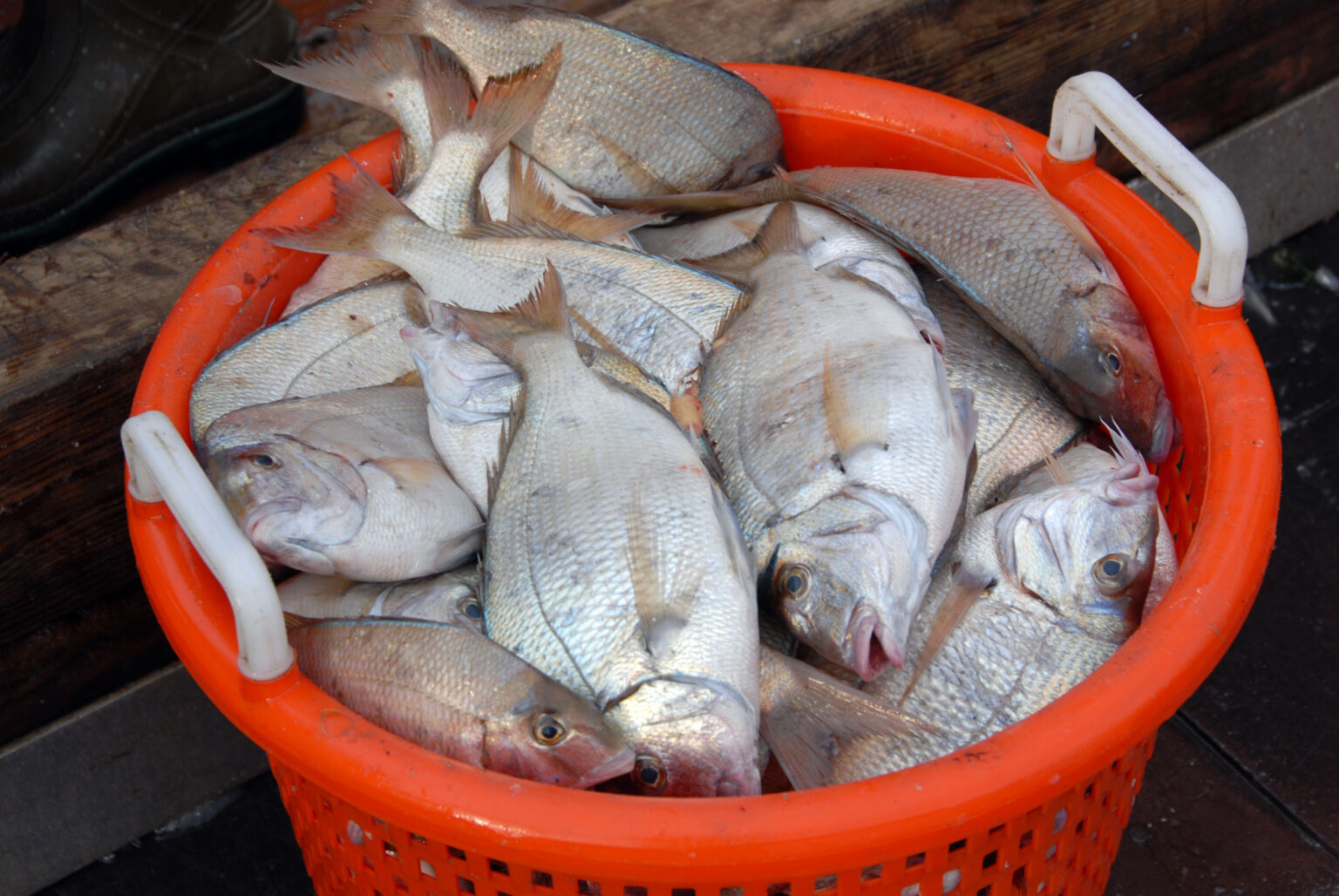 Scup - Atlantic States Marine Fisheries Commission