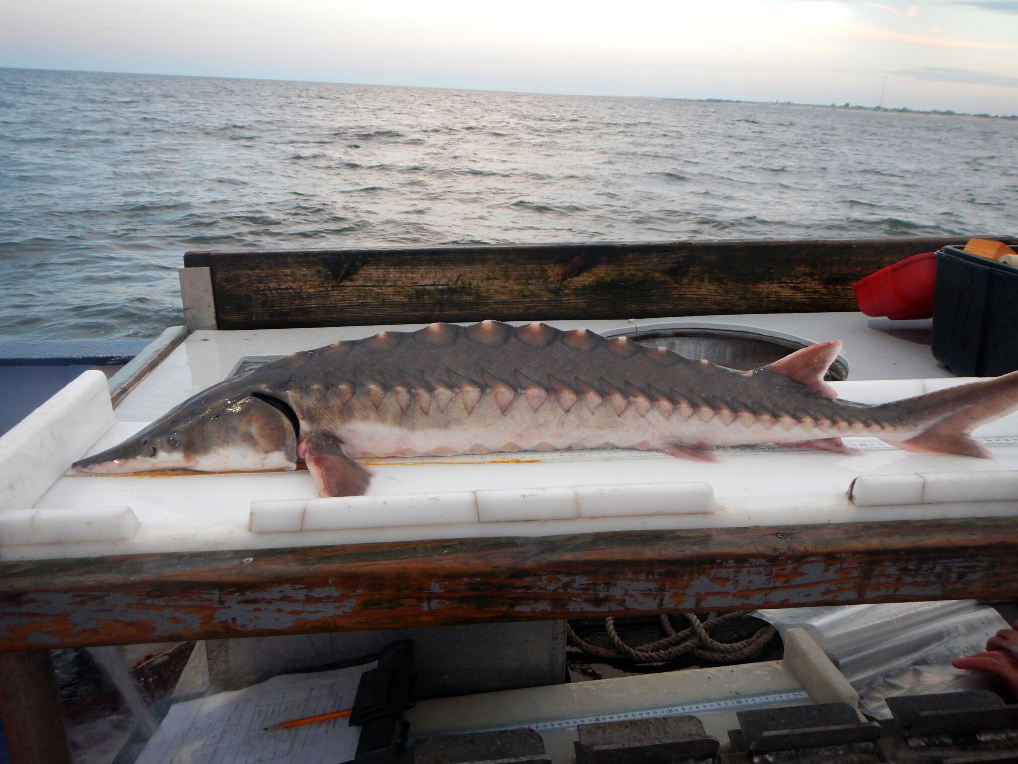 Atlantic Sturgeon - Atlantic States Marine Fisheries Commission
