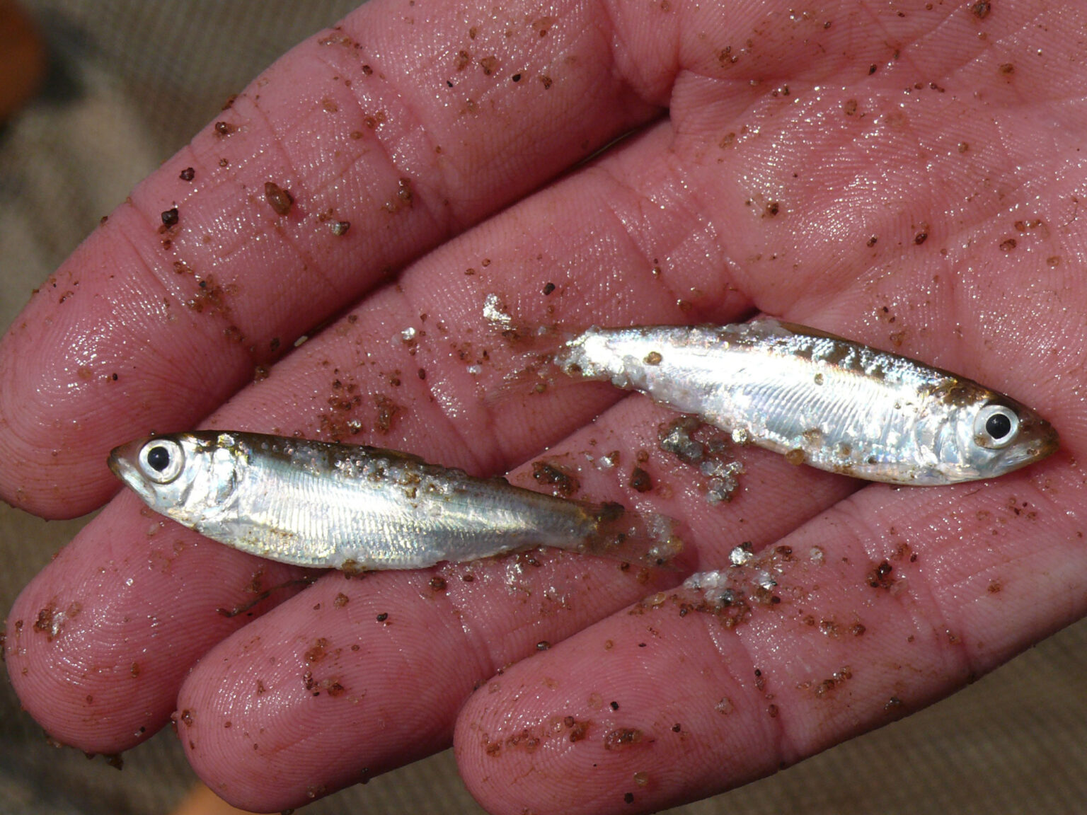 American Shad - Atlantic States Marine Fisheries Commission