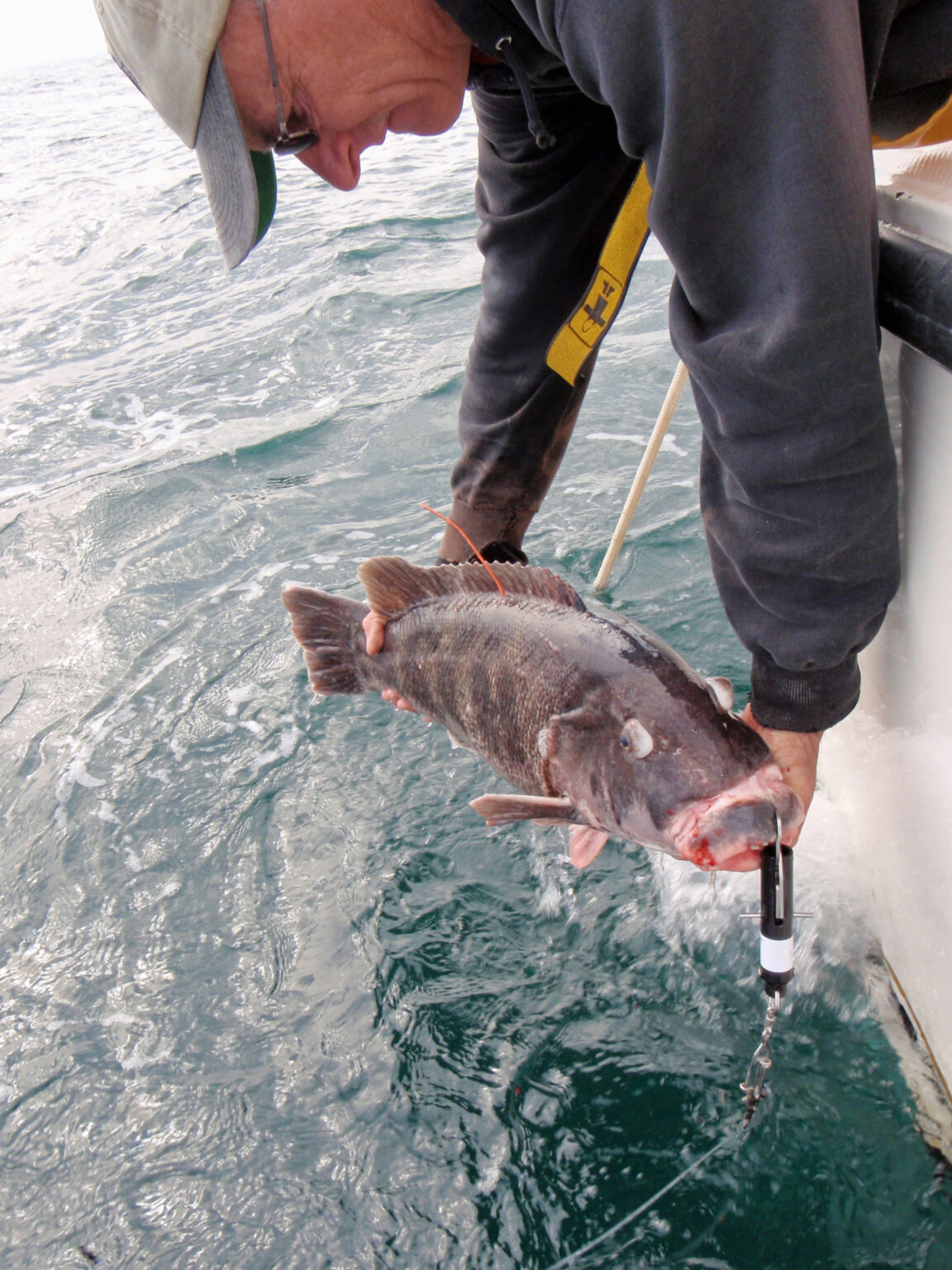 Tautog - Atlantic States Marine Fisheries Commission