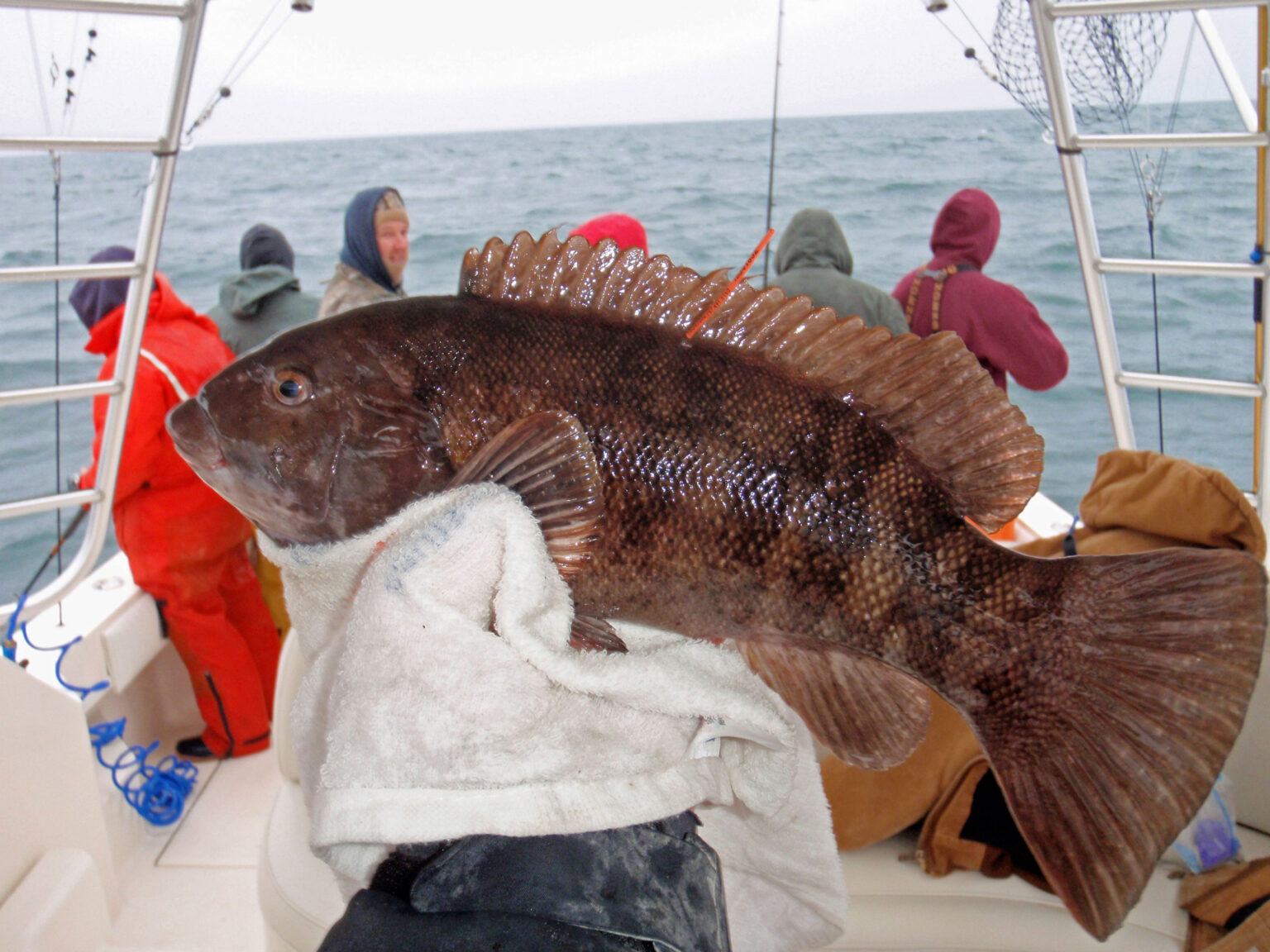 Tautog - Atlantic States Marine Fisheries Commission
