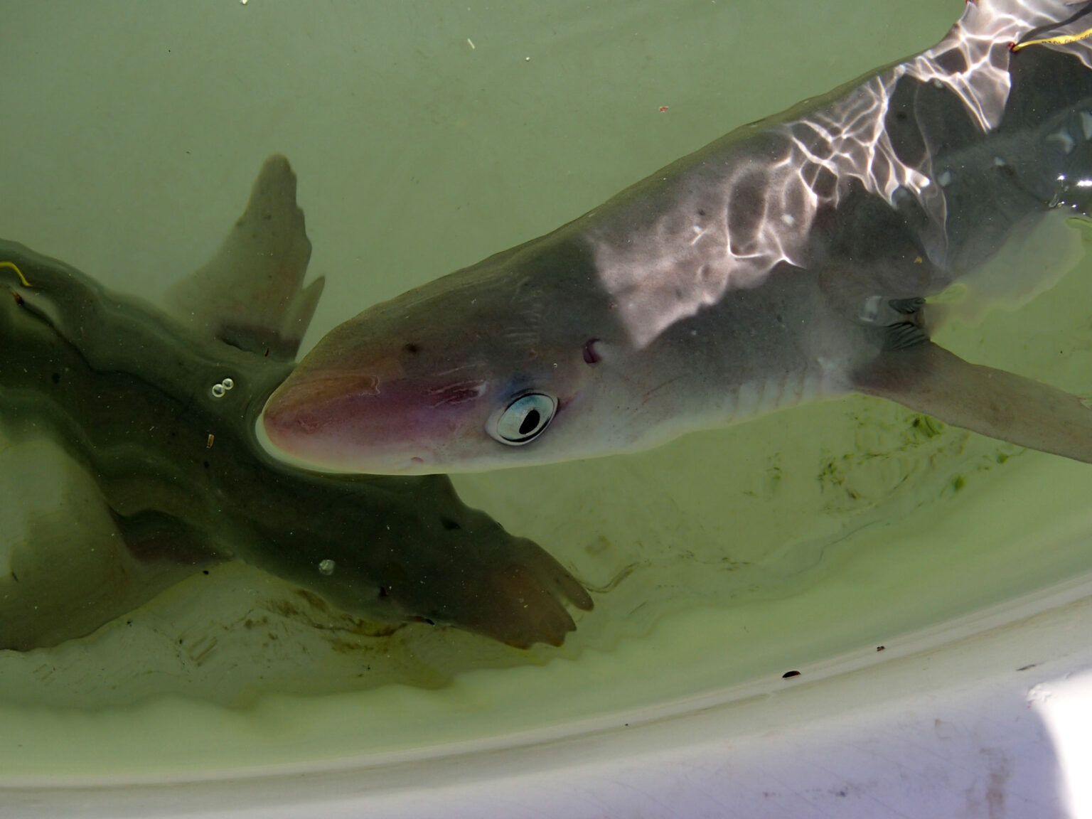 Spiny Dogfish - Atlantic States Marine Fisheries Commission