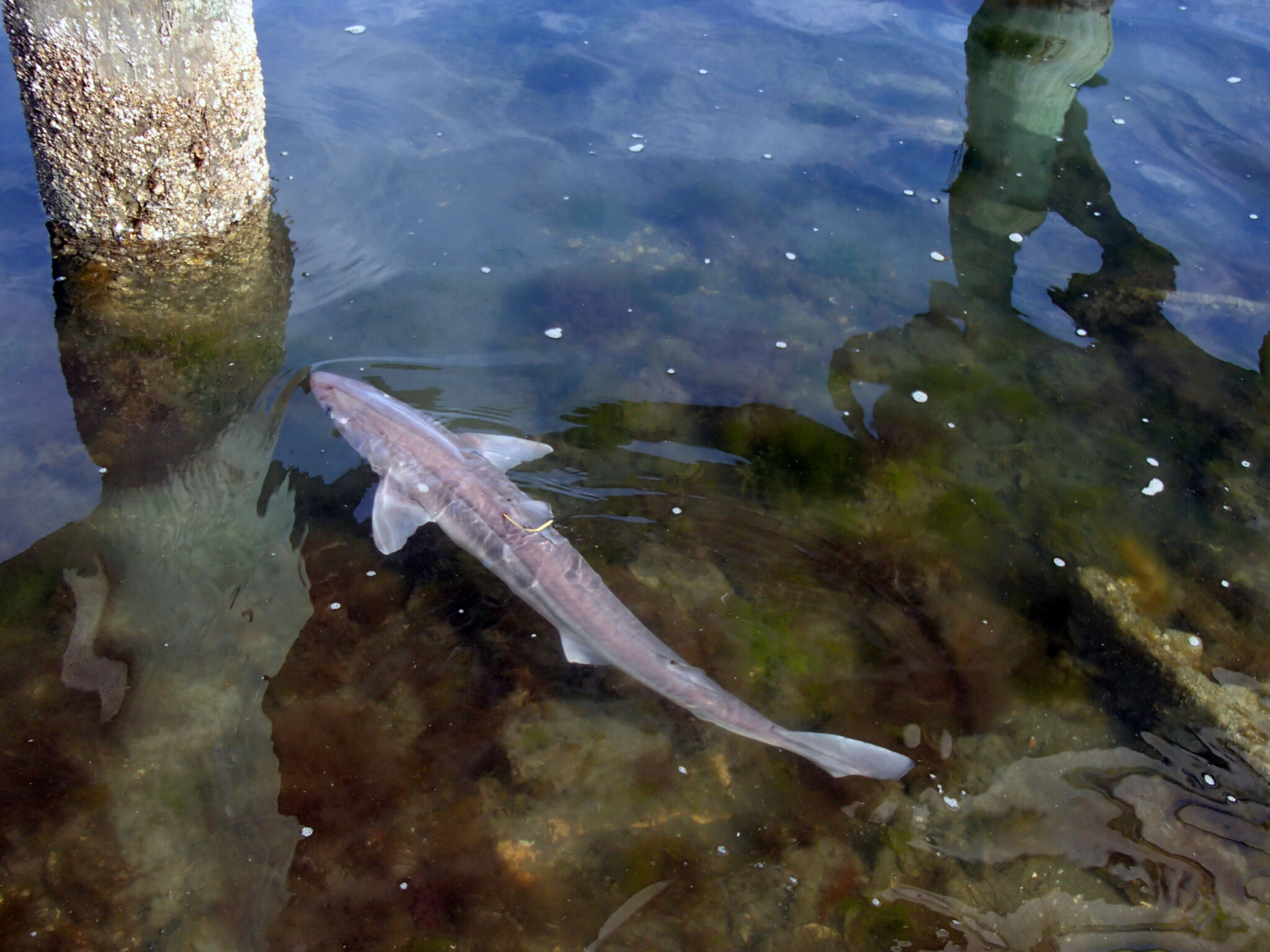 Spiny Dogfish - Atlantic States Marine Fisheries Commission