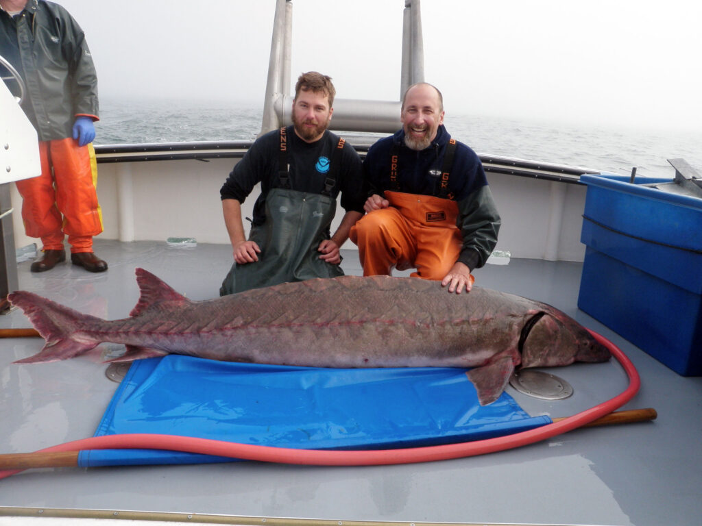 Atlantic Sturgeon - Atlantic States Marine Fisheries Commission