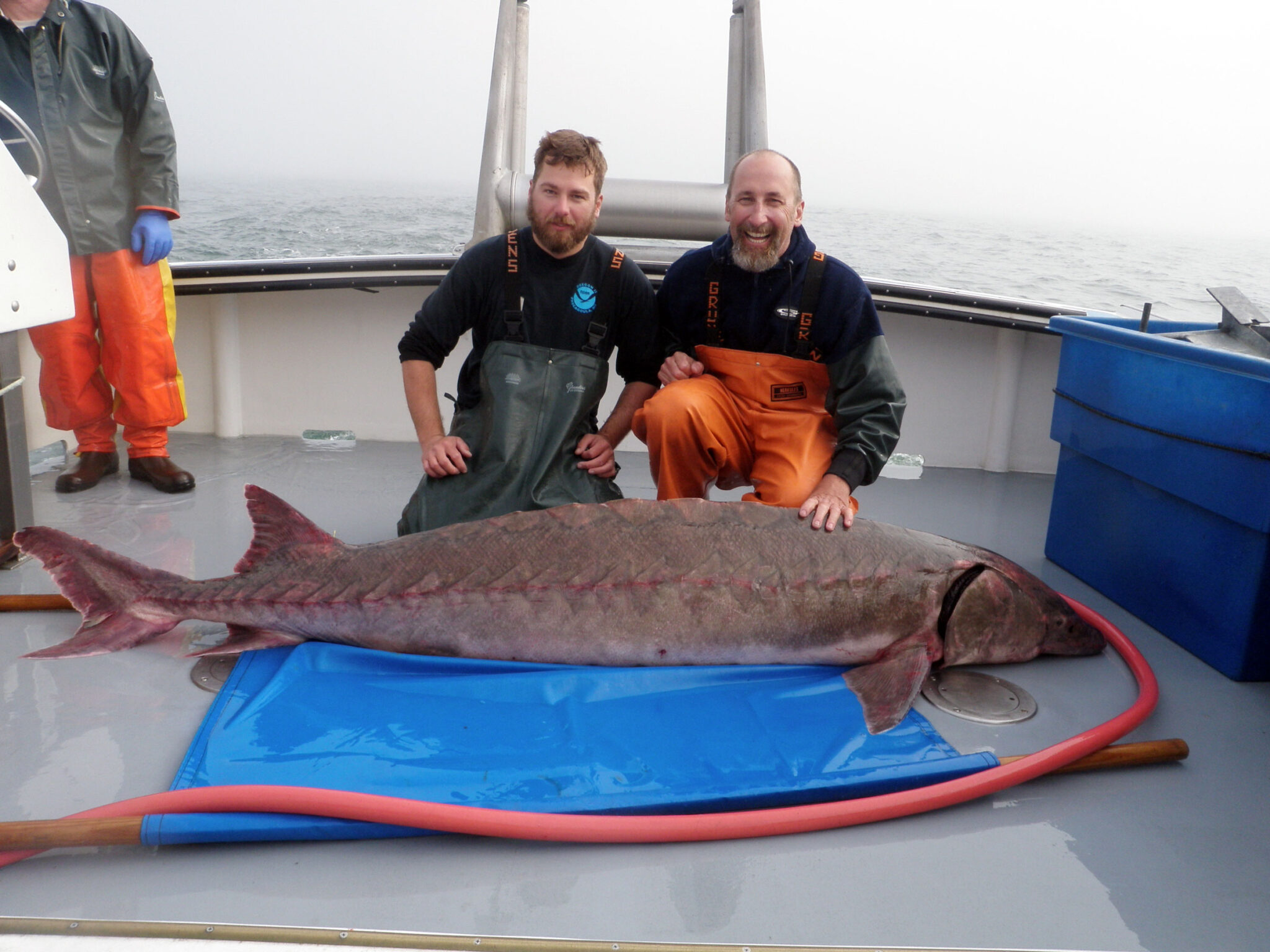 Atlantic Sturgeon - Atlantic States Marine Fisheries Commission
