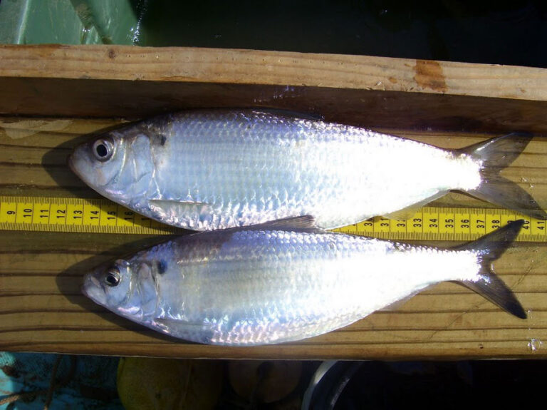 River Herring - Atlantic States Marine Fisheries Commission