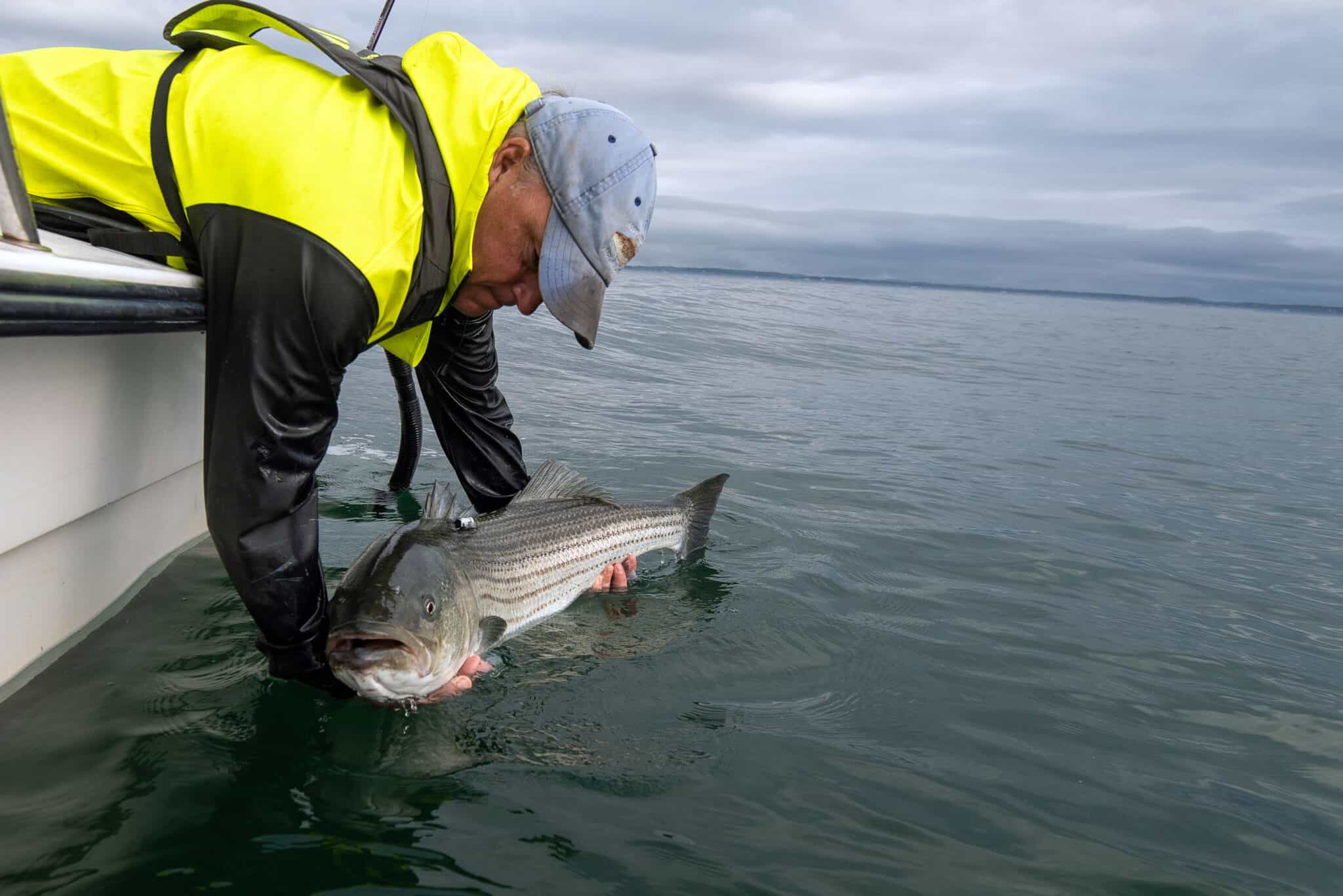 Atlantic Striped Bass - Atlantic States Marine Fisheries Commission