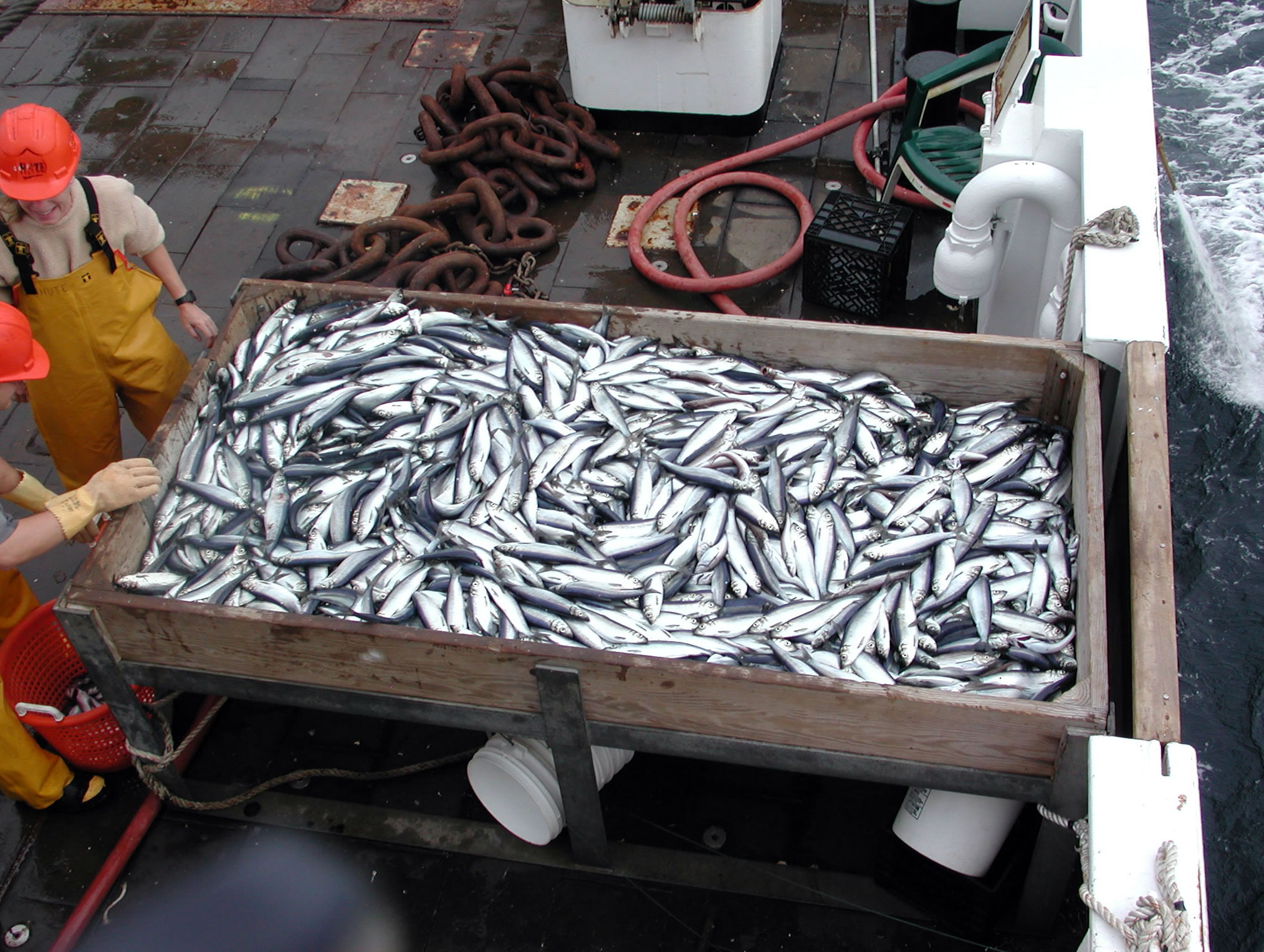 Atlantic Herring - Atlantic States Marine Fisheries Commission