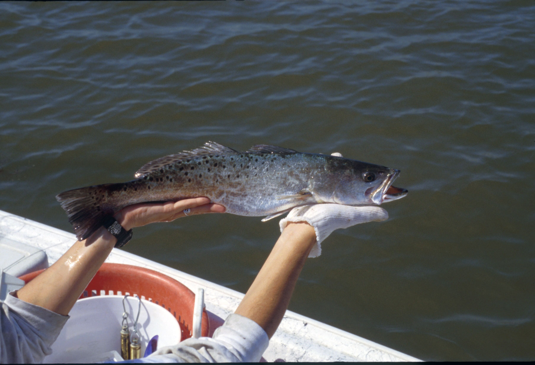 Spotted Seatrout - Atlantic States Marine Fisheries Commission