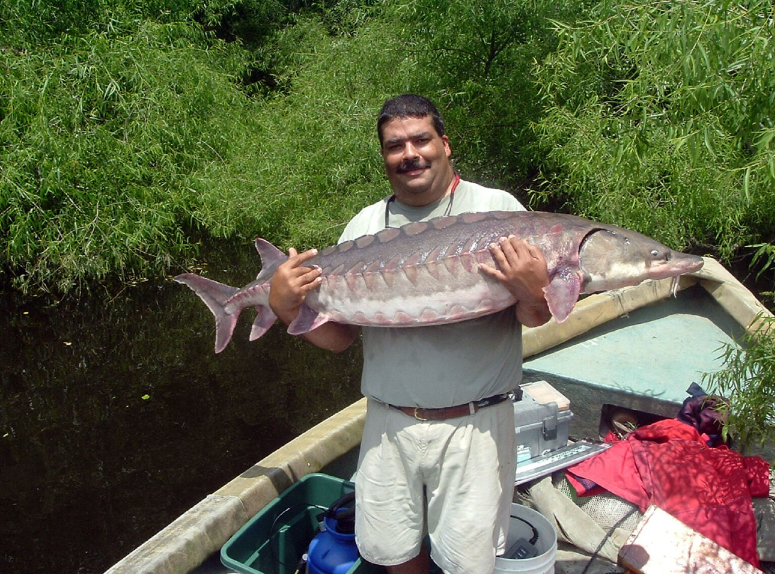 Atlantic Sturgeon - Atlantic States Marine Fisheries Commission