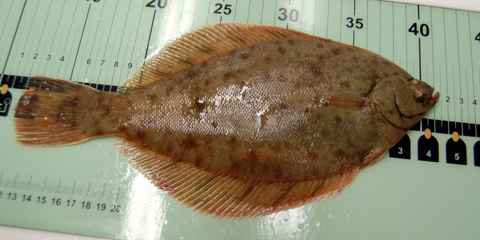 Winter Flounder - Atlantic States Marine Fisheries Commission
