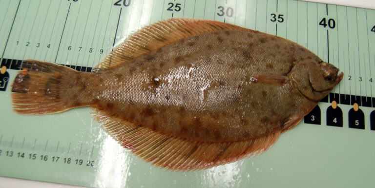 Winter Flounder - Atlantic States Marine Fisheries Commission