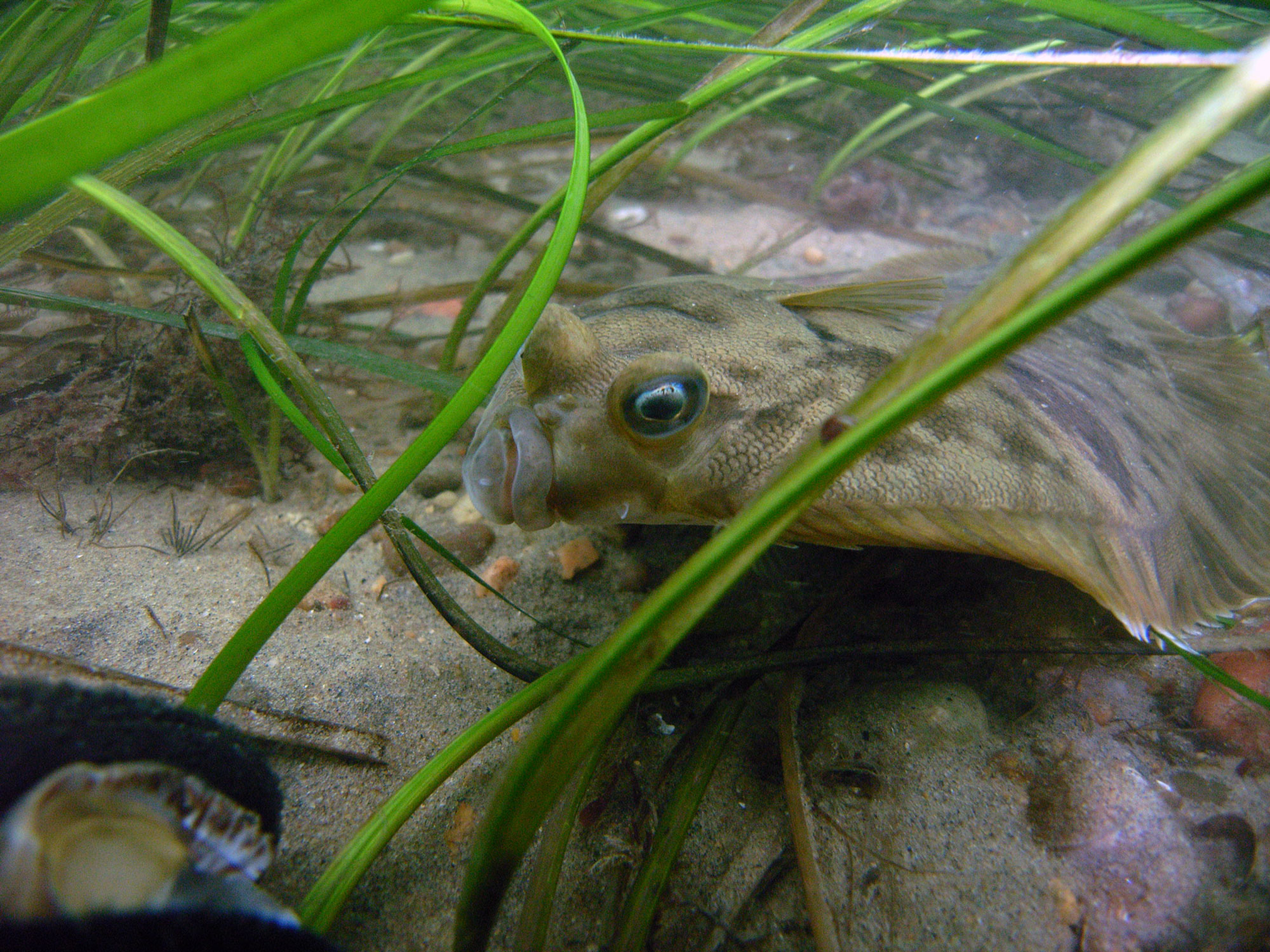 Winter Flounder - Atlantic States Marine Fisheries Commission