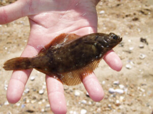 Winter Flounder - Atlantic States Marine Fisheries Commission