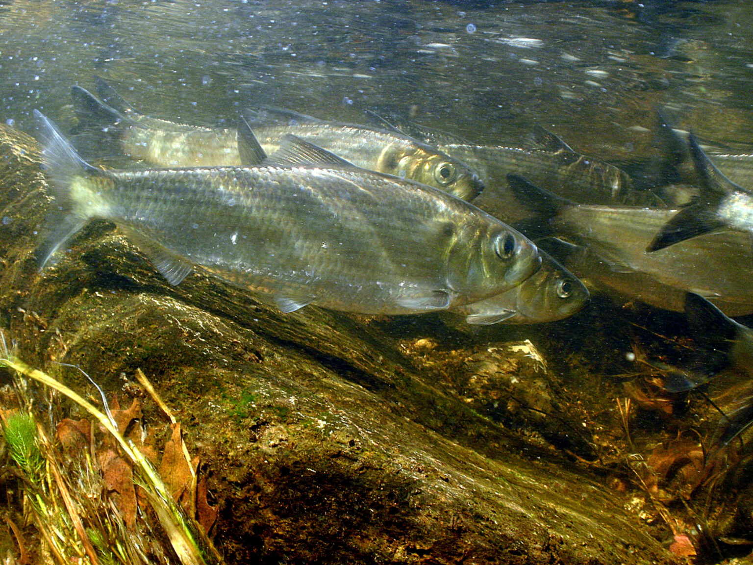 River Herring - Atlantic States Marine Fisheries Commission