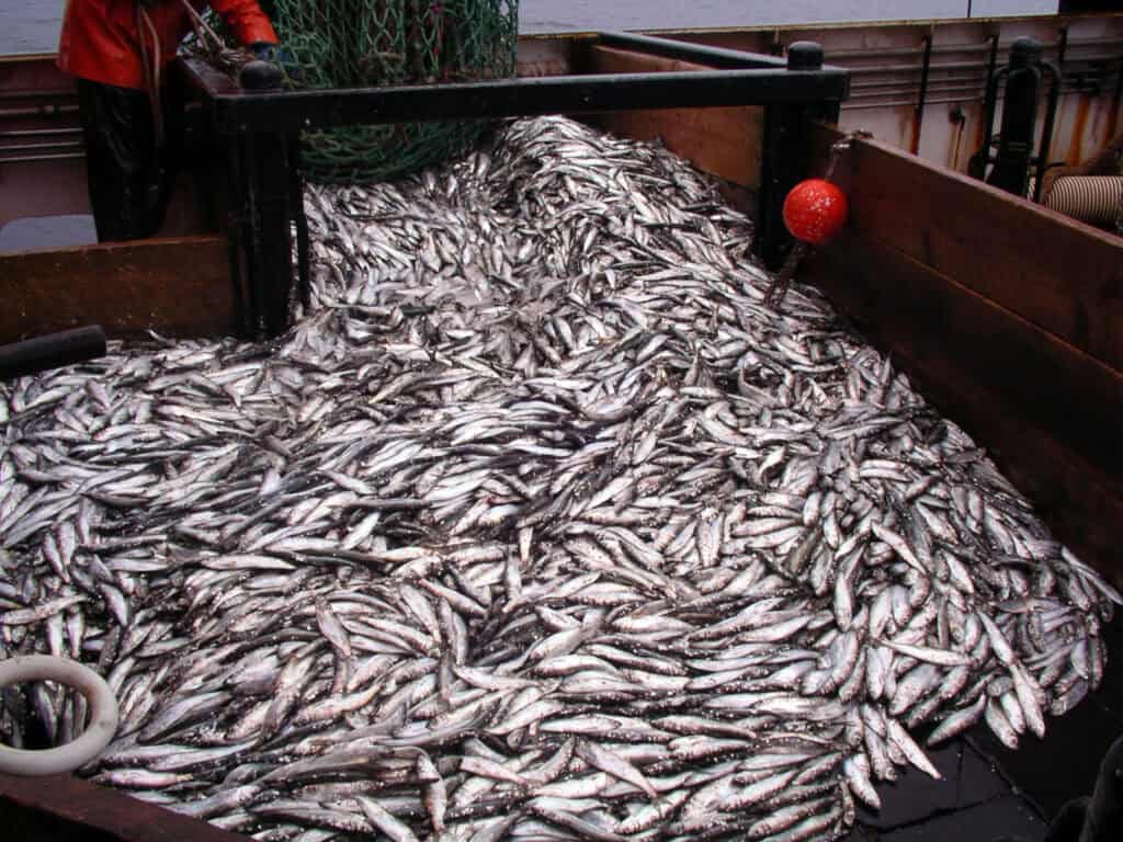 Atlantic Herring - Atlantic States Marine Fisheries Commission