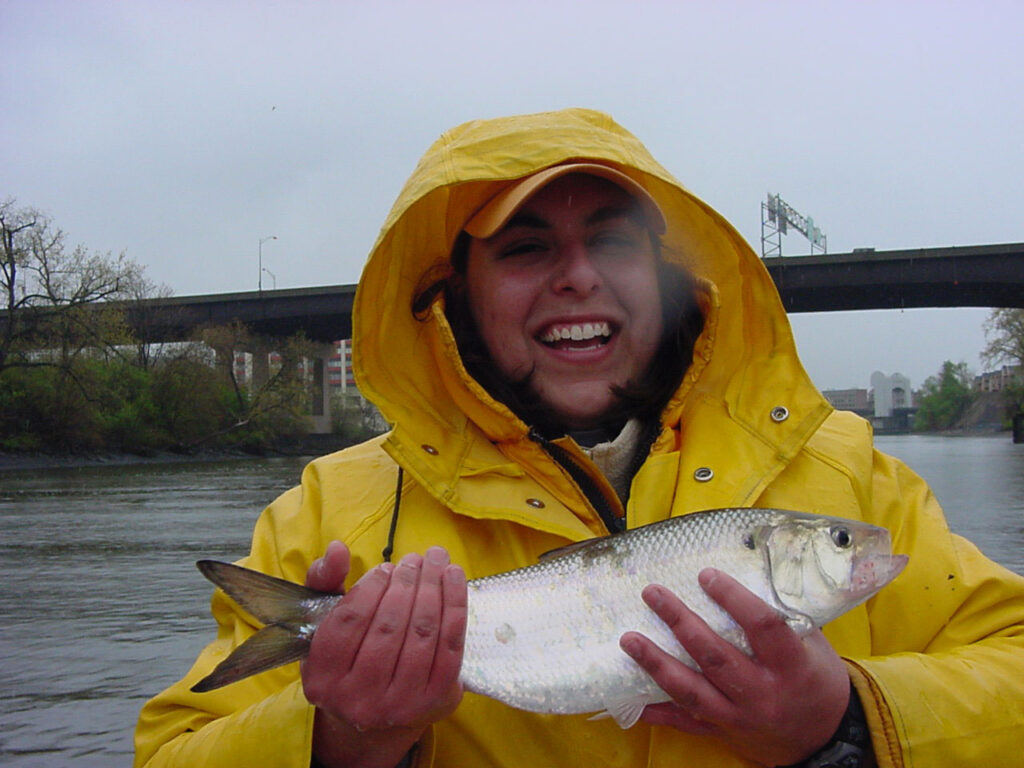 American Shad - Atlantic States Marine Fisheries Commission