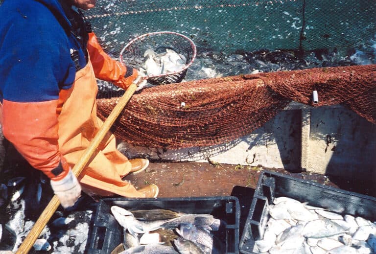 Black Sea Bass - Atlantic States Marine Fisheries Commission