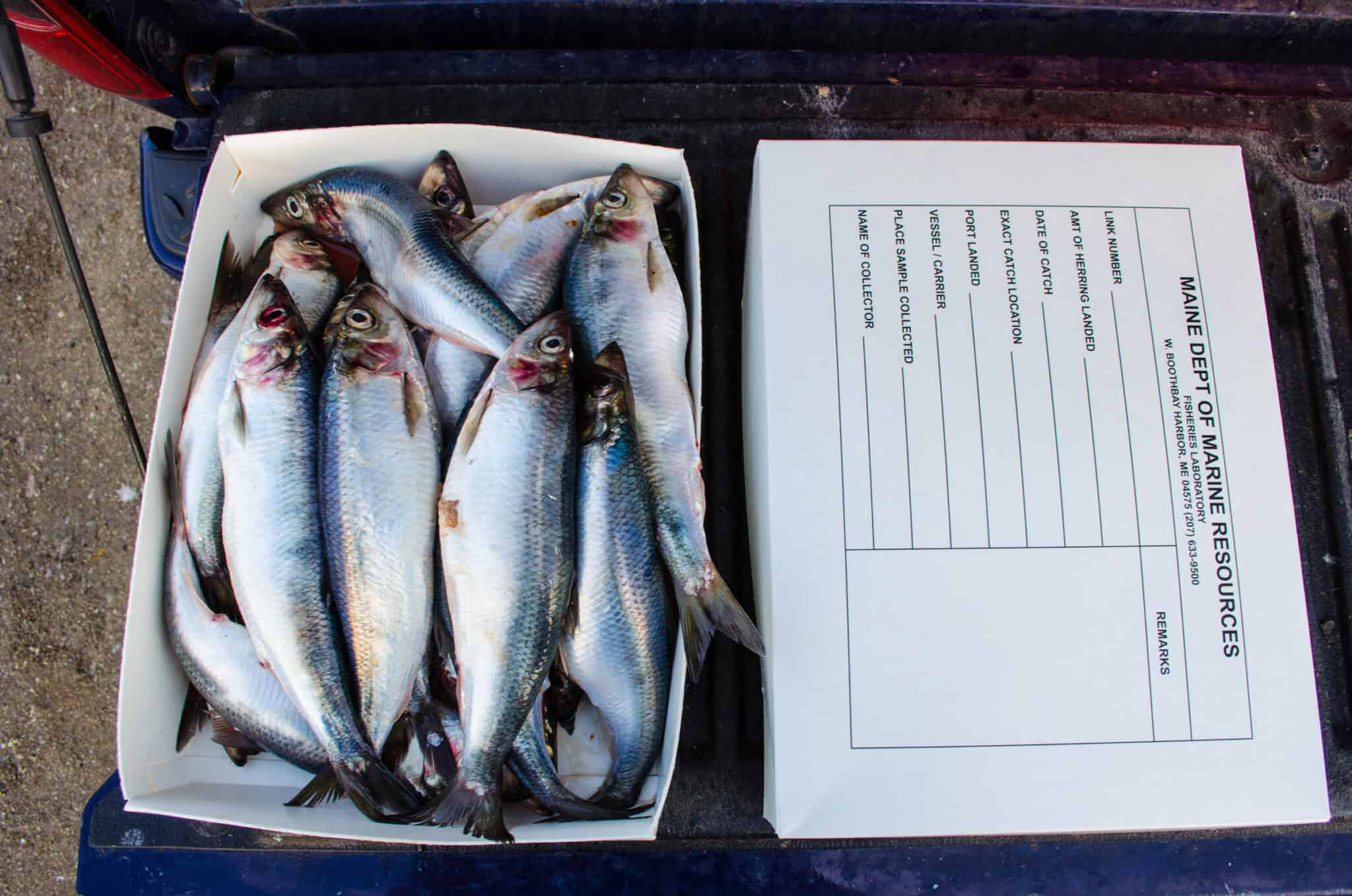 Atlantic Herring - Atlantic States Marine Fisheries Commission