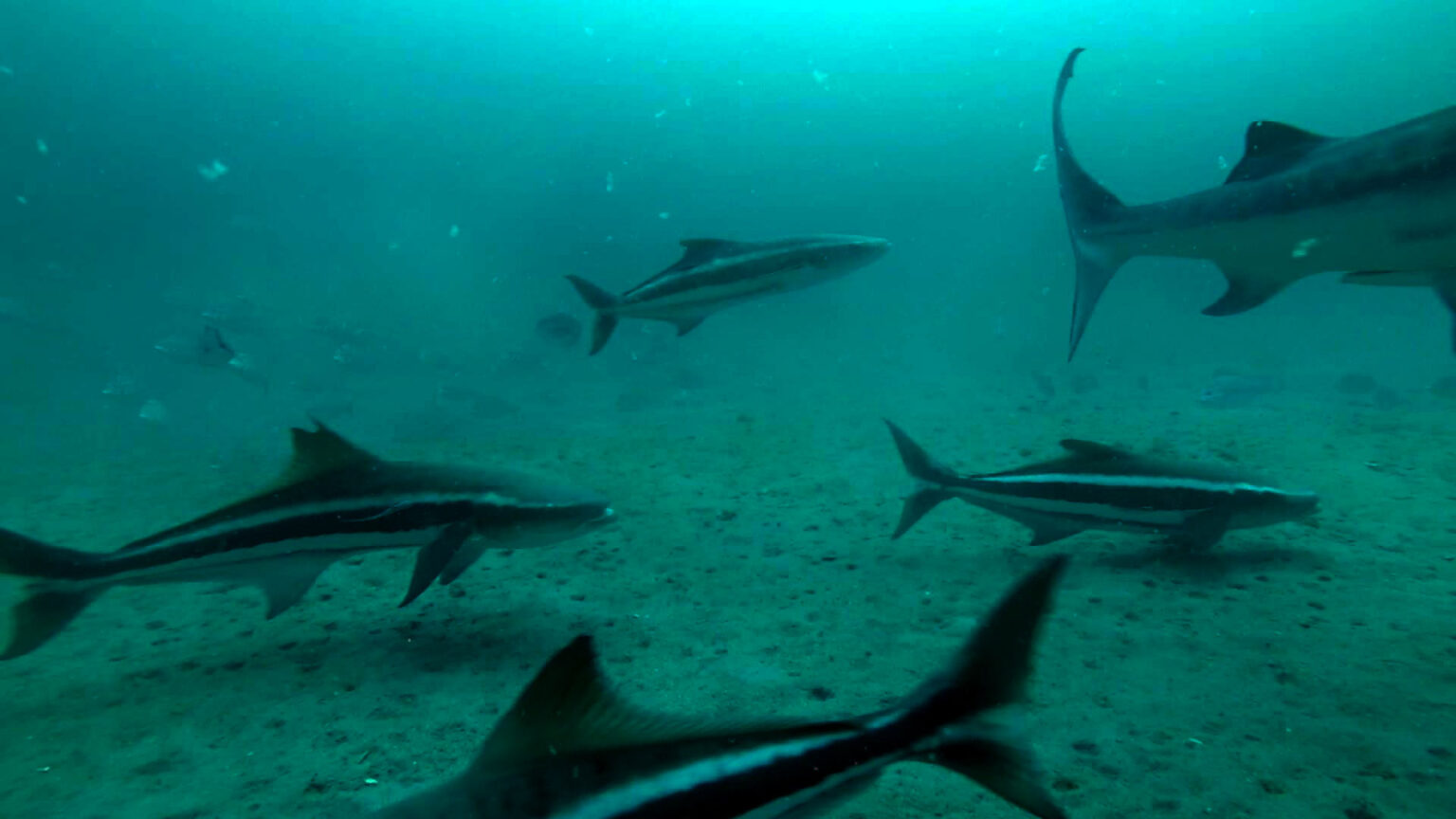 Cobia - Atlantic States Marine Fisheries Commission