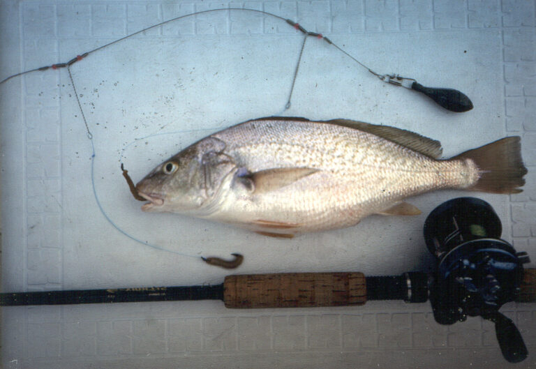 Atlantic Croaker - Atlantic States Marine Fisheries Commission