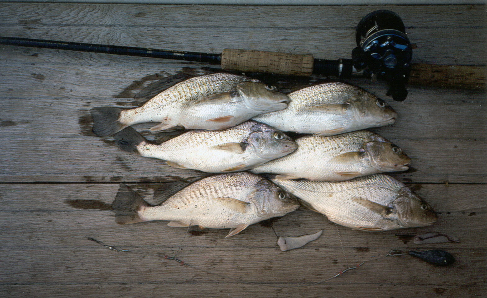 Atlantic Croaker - Atlantic States Marine Fisheries Commission