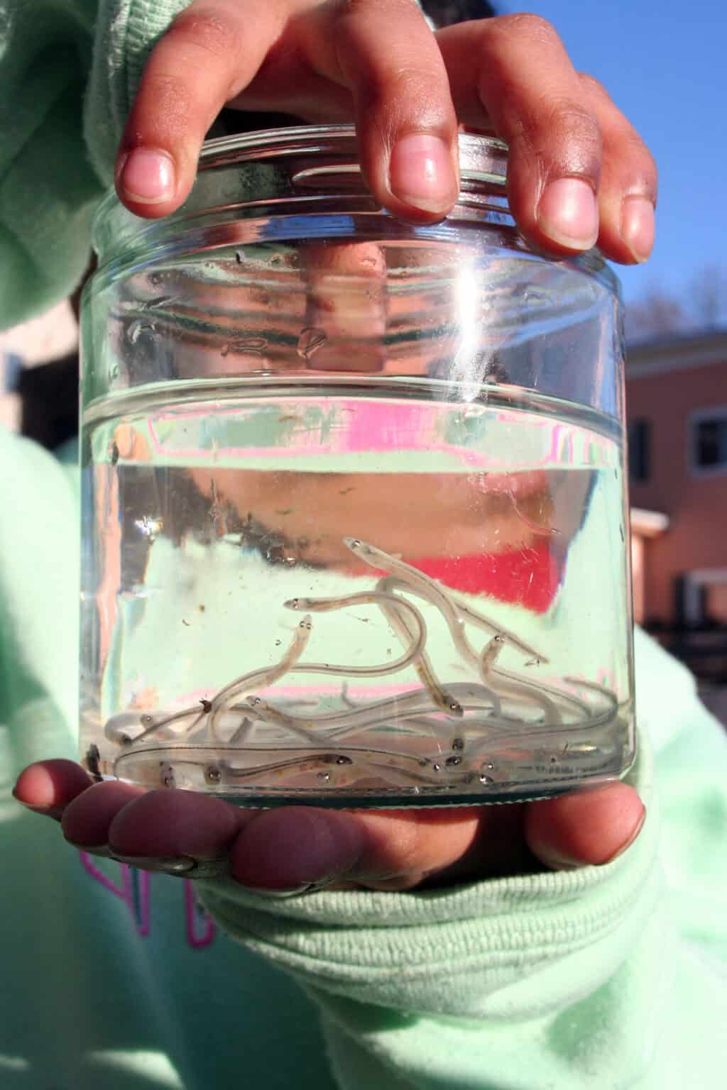 American Eel - Atlantic States Marine Fisheries Commission