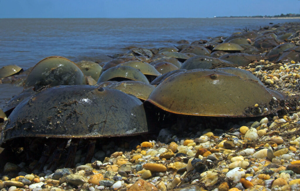 Horseshoe Crab - Atlantic States Marine Fisheries Commission