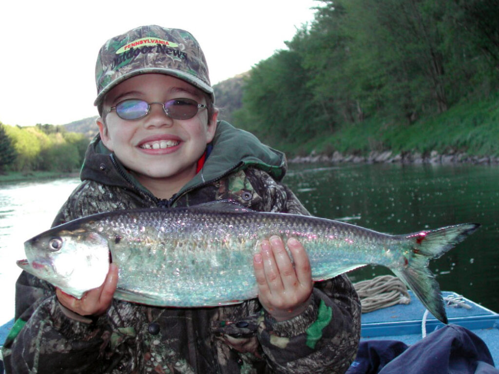 American Shad - Atlantic States Marine Fisheries Commission