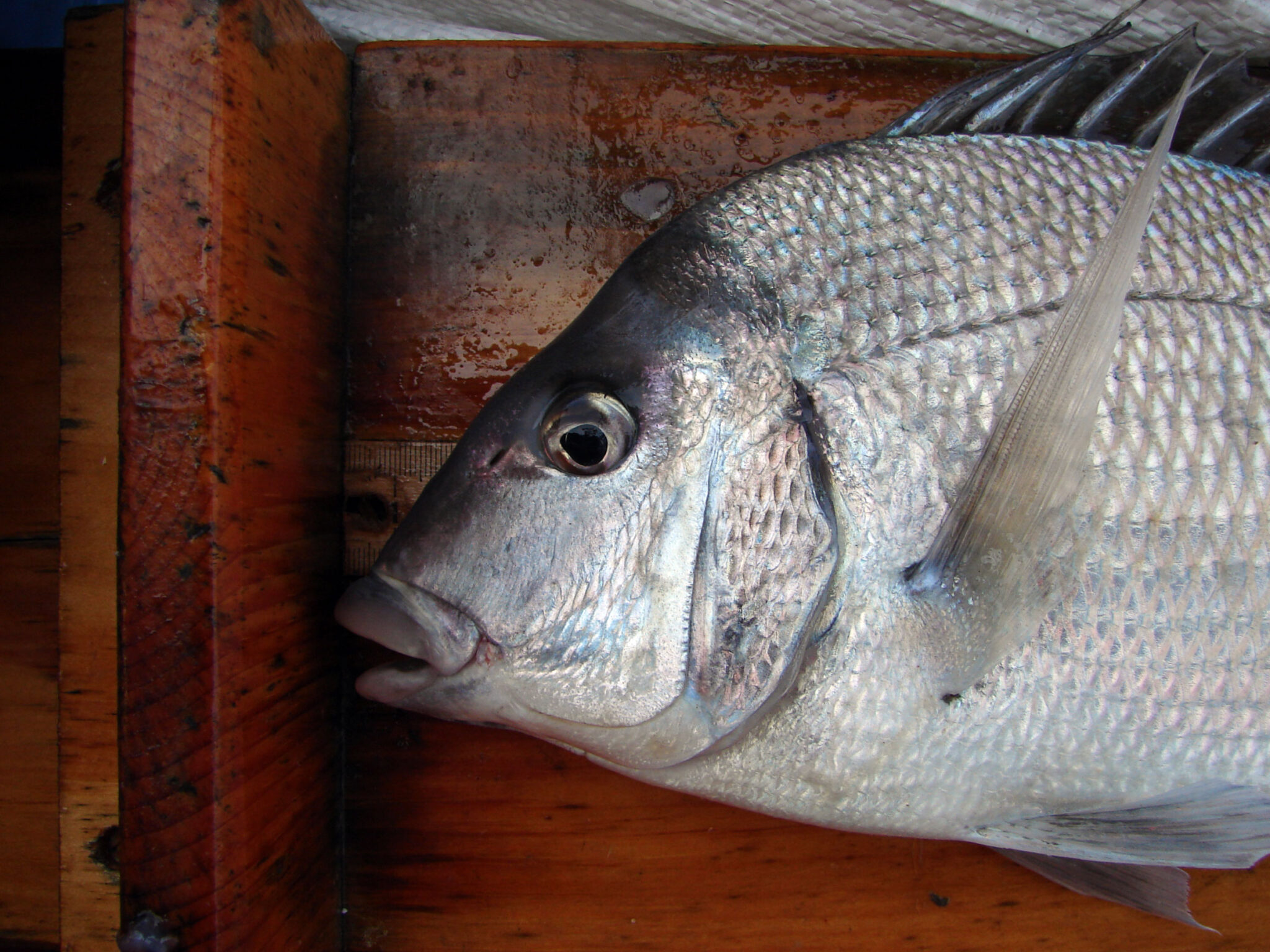 Scup - Atlantic States Marine Fisheries Commission