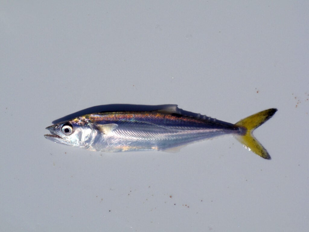 Spanish Mackerel - Atlantic States Marine Fisheries Commission