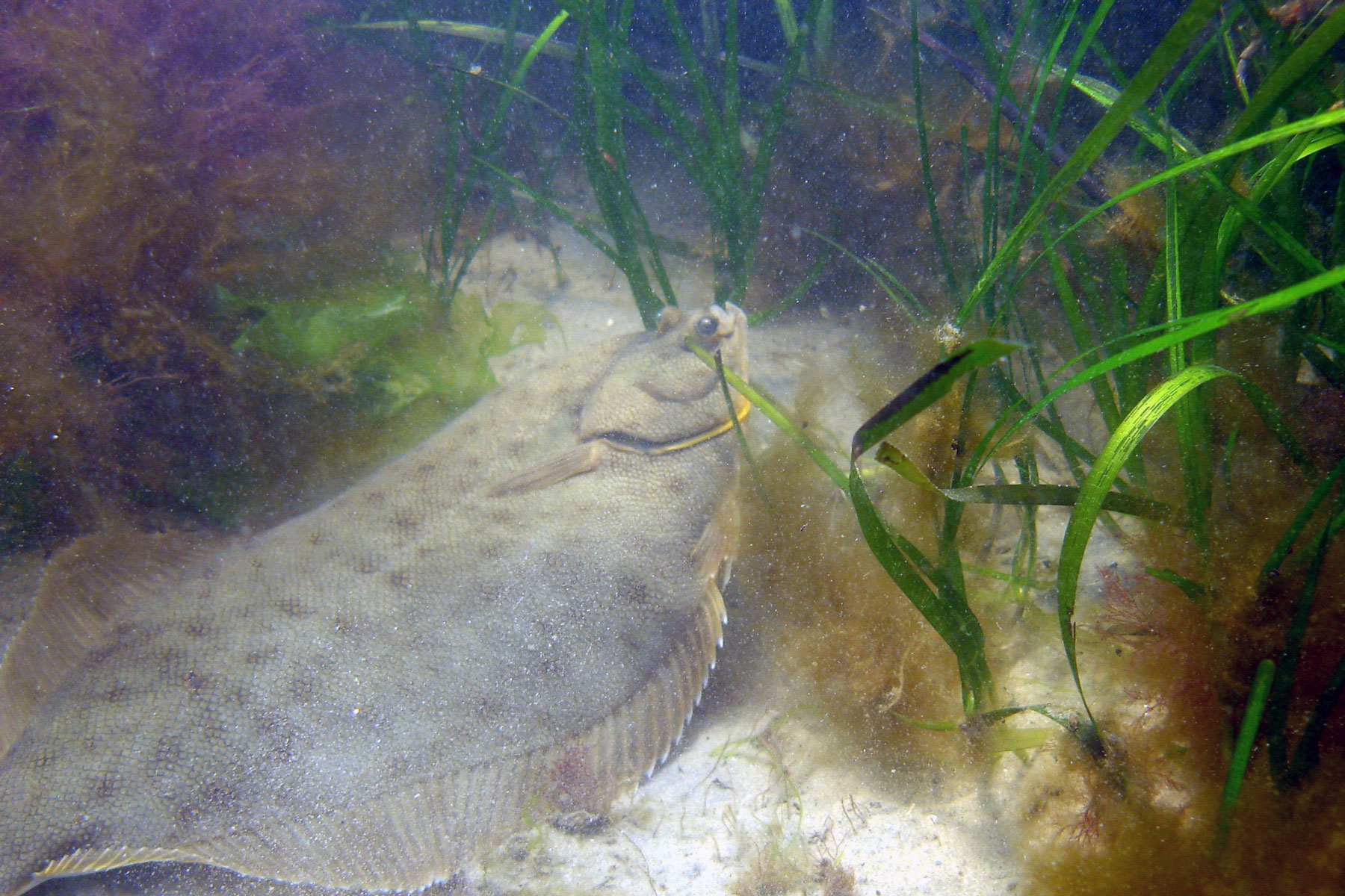 Winter Flounder - Atlantic States Marine Fisheries Commission