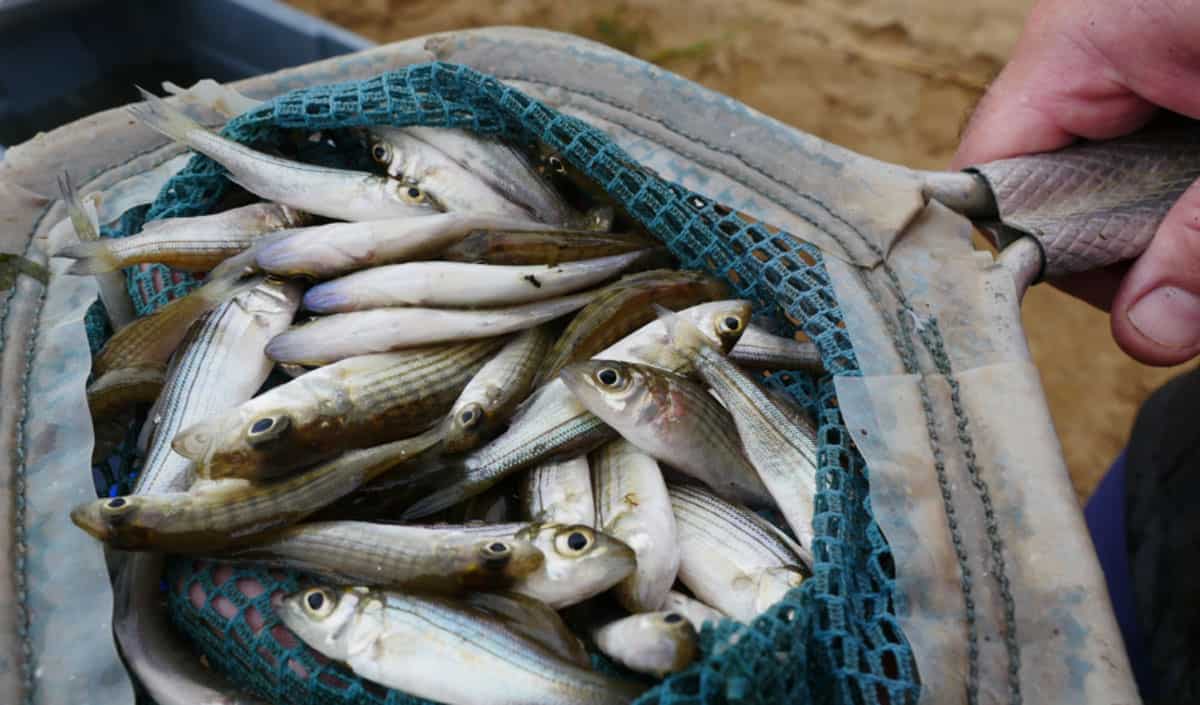 Stock Assessments - Atlantic States Marine Fisheries Commission