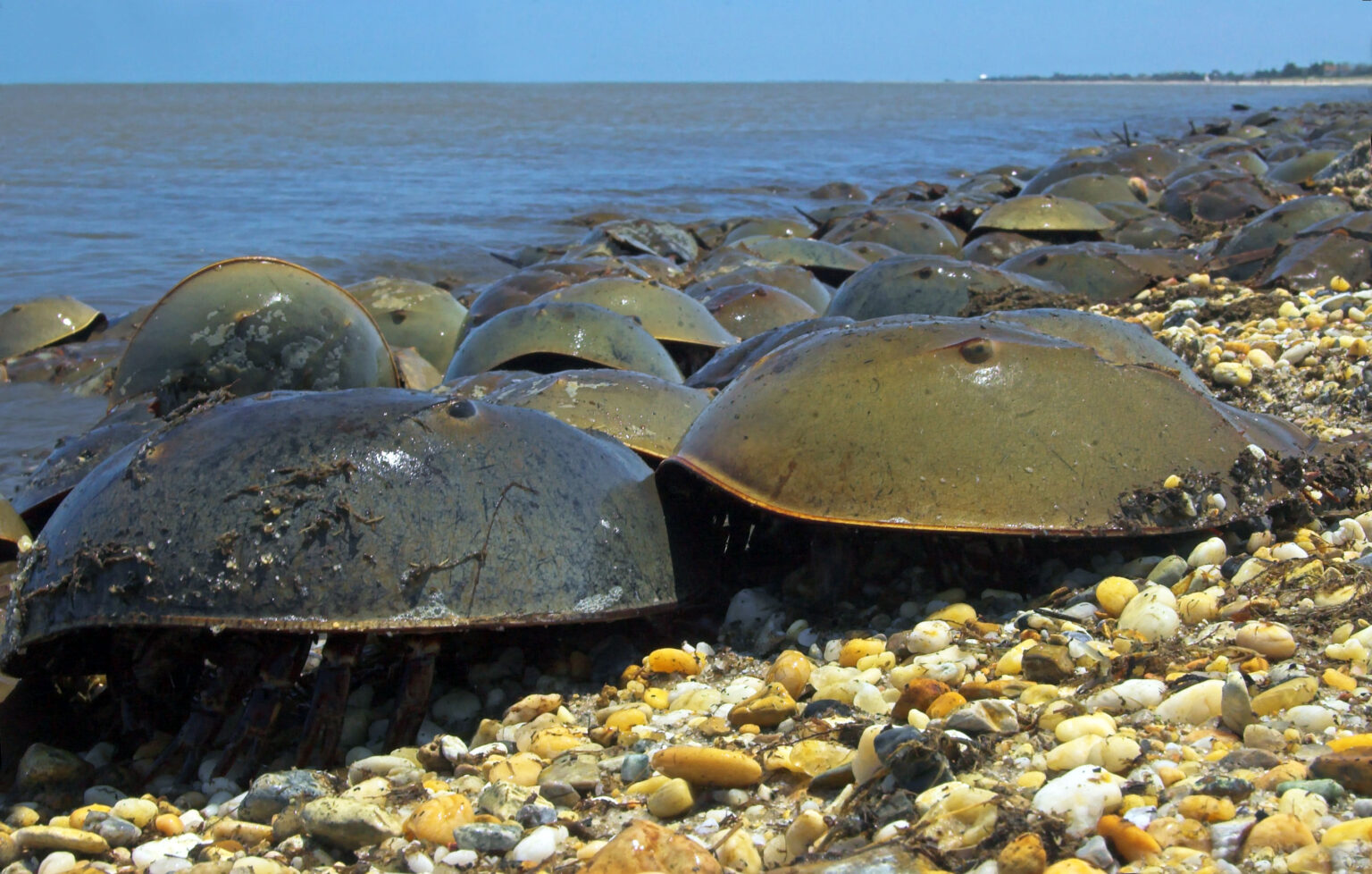 Fisheries Management - Atlantic States Marine Fisheries Commission