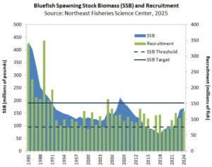 Bluefish - Atlantic States Marine Fisheries Commission
