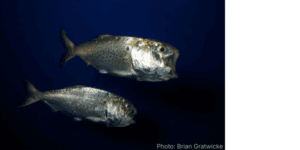 Atlantic Menhaden FAQs - Atlantic States Marine Fisheries Commission